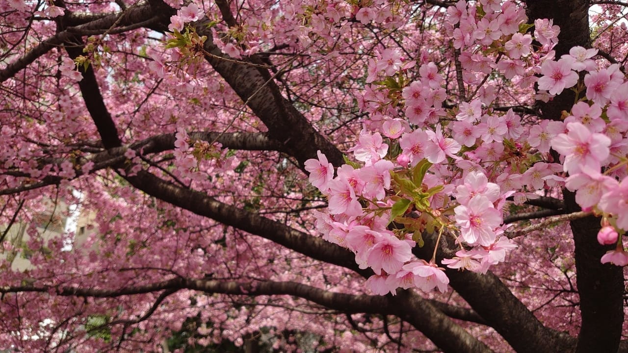 La floración de los cerezos tiñe de rosa Japón: una tradición ...