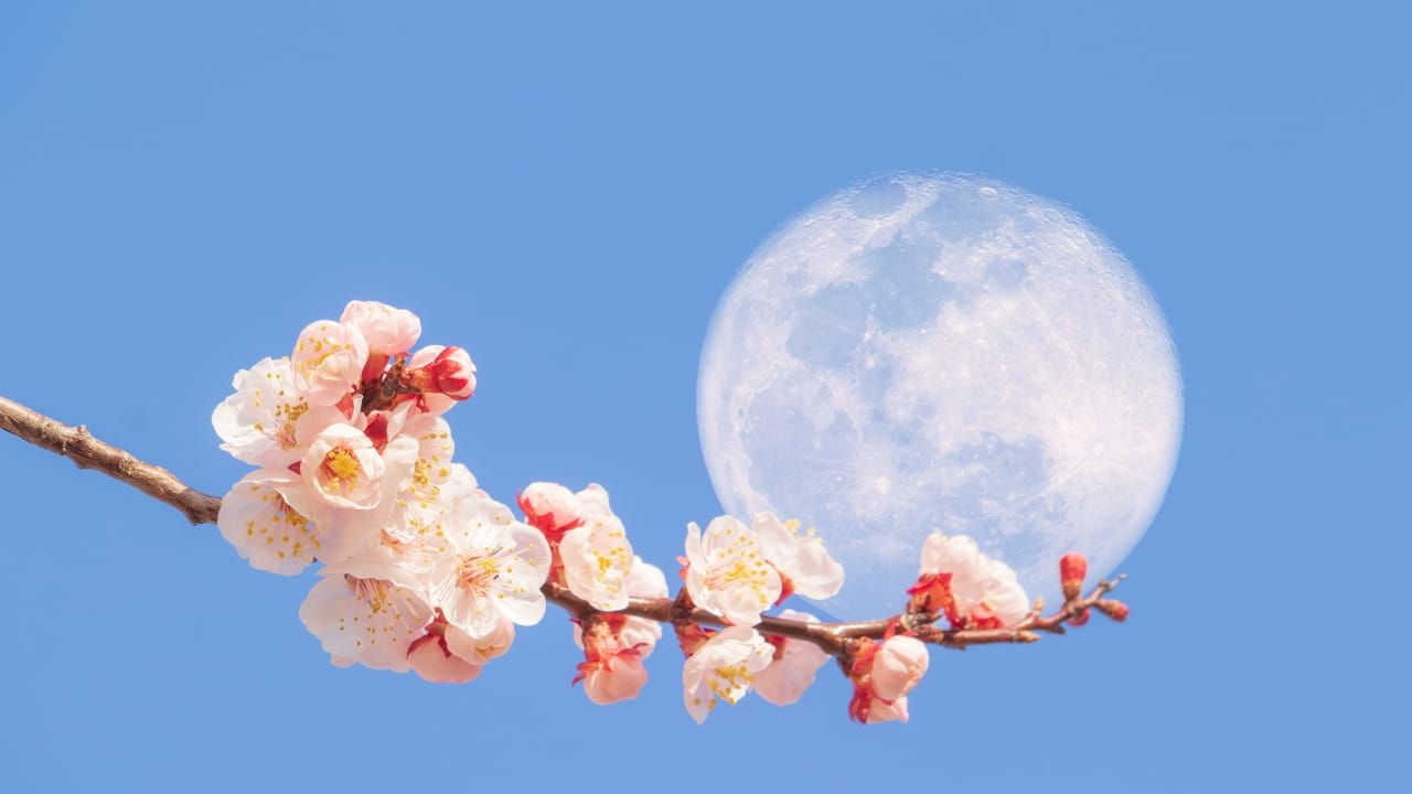 Luna de Flores: origen, simbolismo y cómo observarla | Eltiempo.es