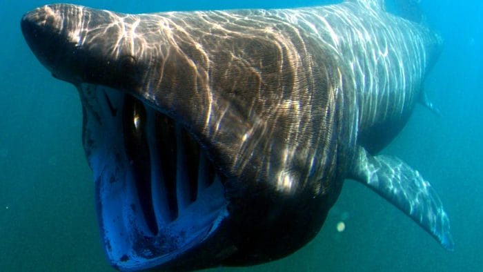 Hallazgo inesperado en Port de la Selva: aparece muerto un tiburón ...