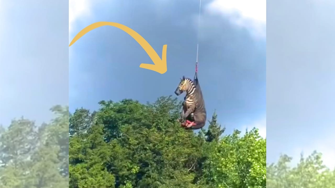 La cebra Ed se escapa, se hace viral y acaba colgada de un helicóptero ...