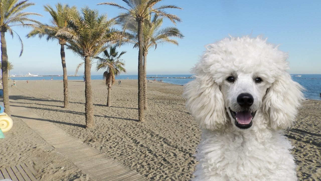 Ni es labrador ni mide un metro: el nuevo héroe de una playa en Málaga es un caniche blanco ...