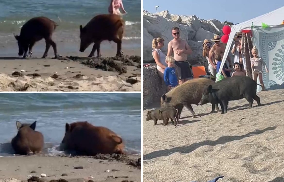 Escena insólita: una familia de jabalíes se bañan en las playas de ...