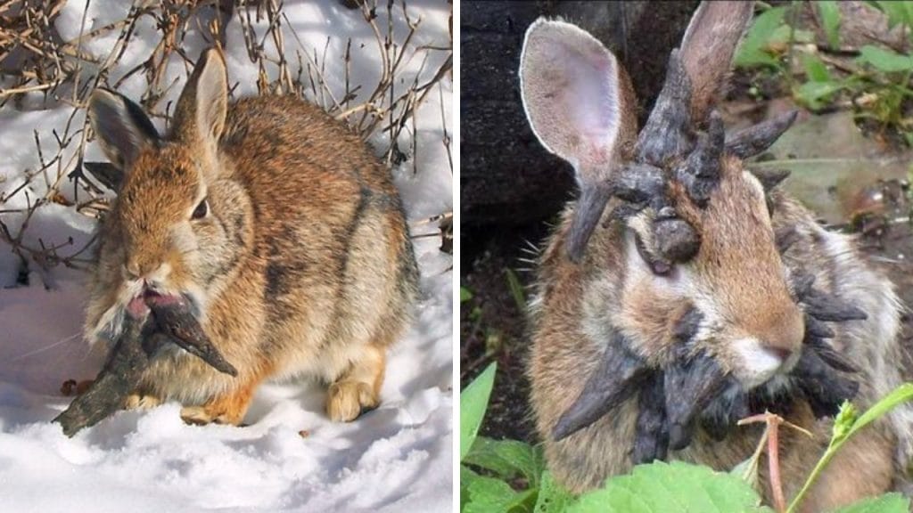 El enigma de los conejos con cuernos en Colorado: ¿Qué hay detrás de ...