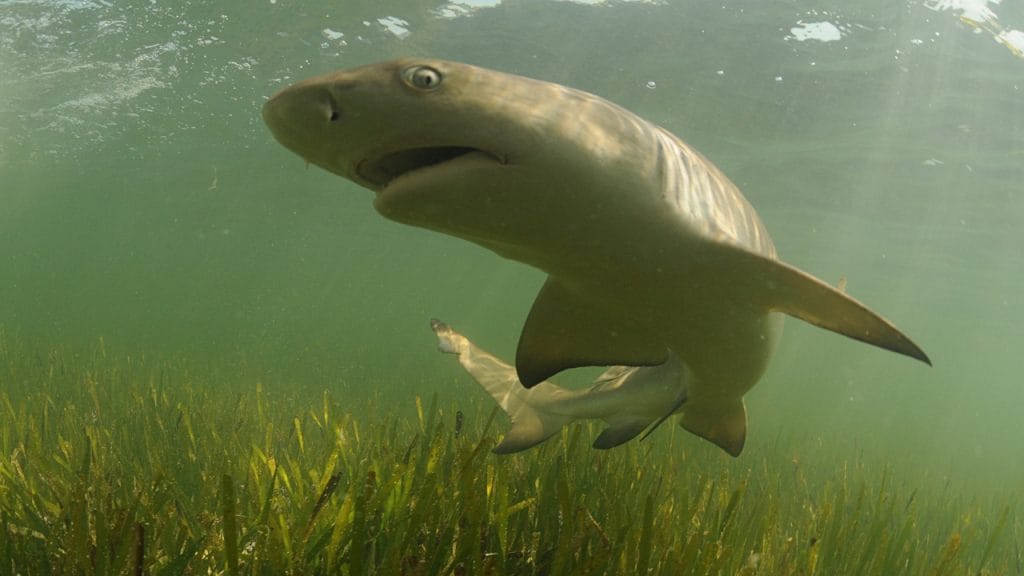 un-pescador-de-florida-es-mordido-por-un-tibur-n-cuando-posaba-para-una