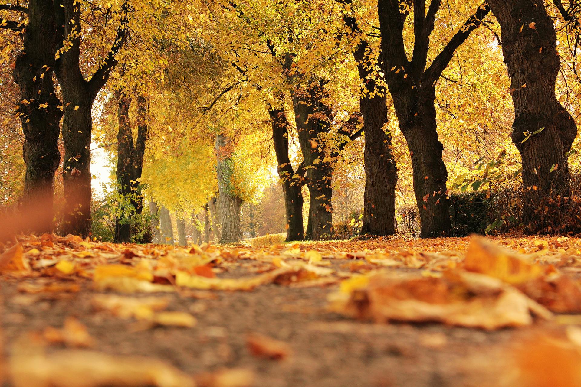 Cuándo empieza el otoño 2025 en España: fecha exacta, horarios y ...
