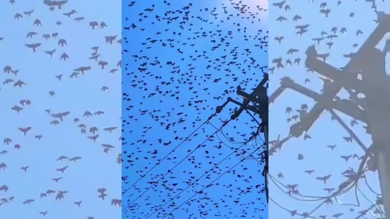 Cuervos en China: las enormes bandadas que sorprenden a la población ...