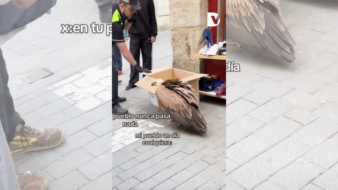 Un ladronzuelo con plumas: Un buitre leonado intenta llevarse unas ...