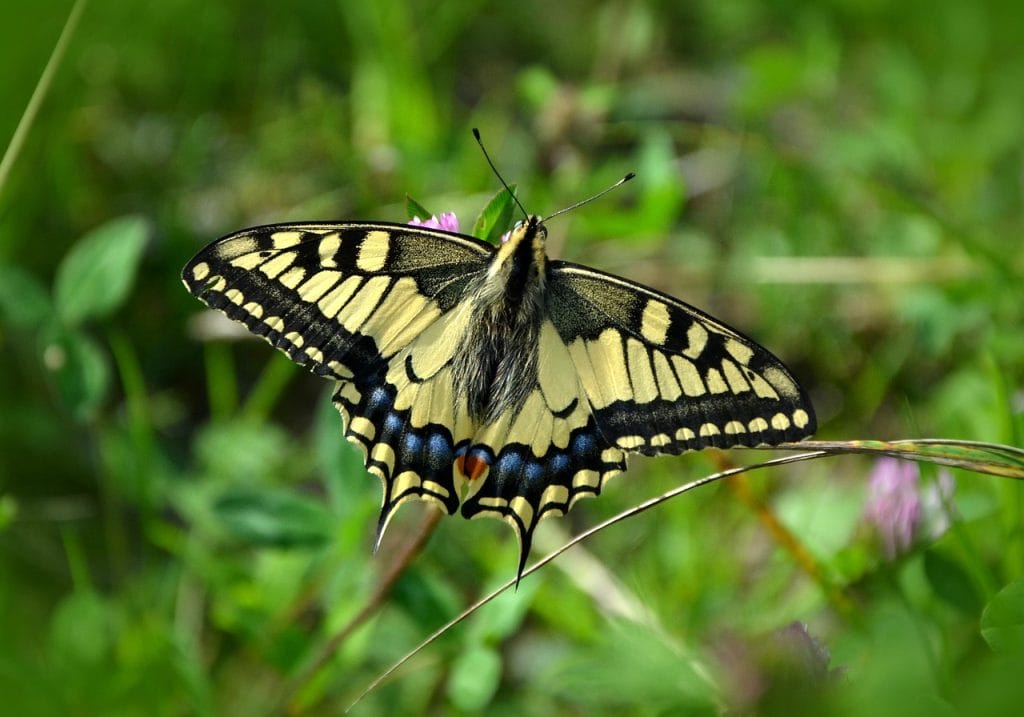 La deforestación del Amazonas reduce el color de las mariposas ...