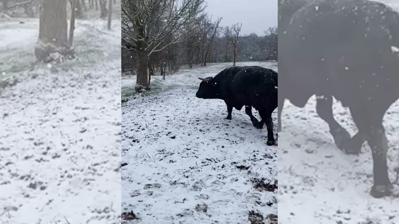 «Y ese toro enamorado de la nieve» en Madrid que deja una estampa ...
