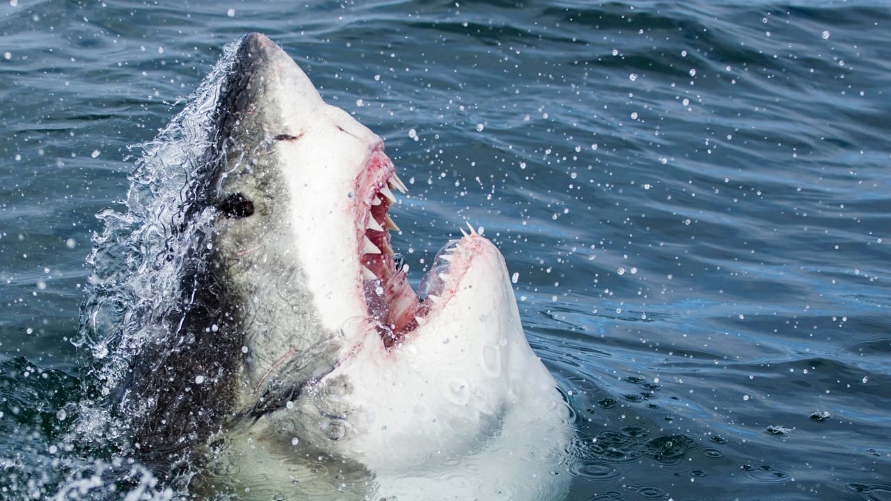 Capturado un tiburón blanco en el Mediterráneo español: qué nos dice el ...