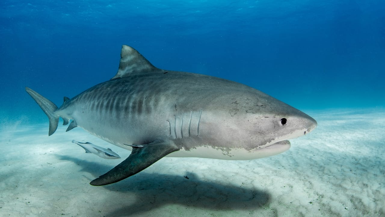 Horror en Australia: un tiburón mata a un pescador ante sus amigos ...