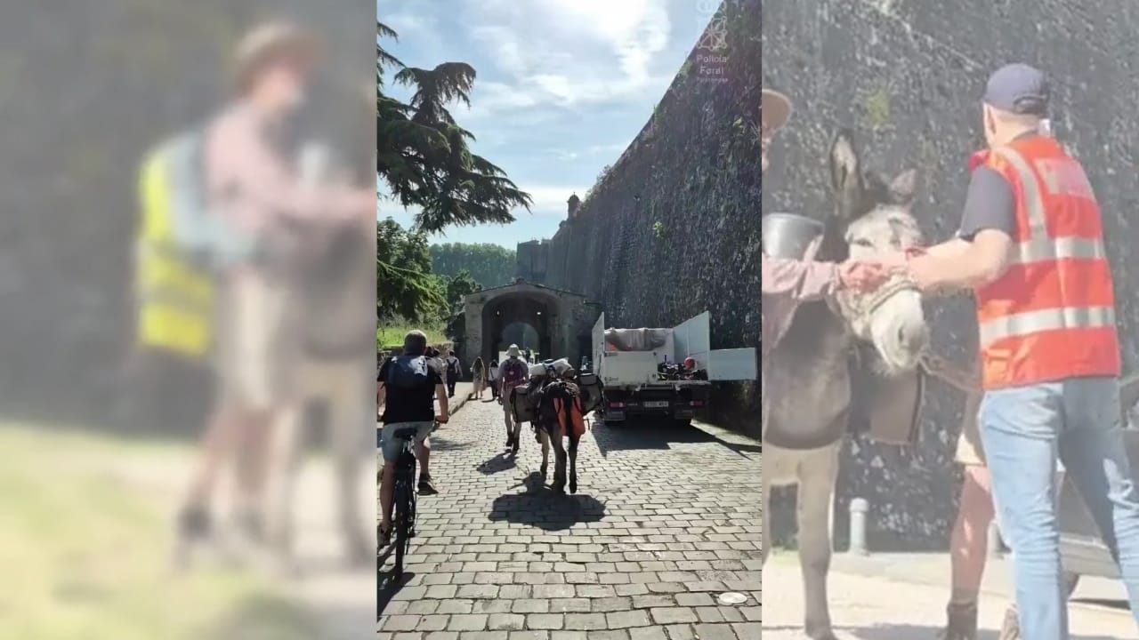 El Camino de Santiago en burro: los riesgos de peregrinar sin calcular ...