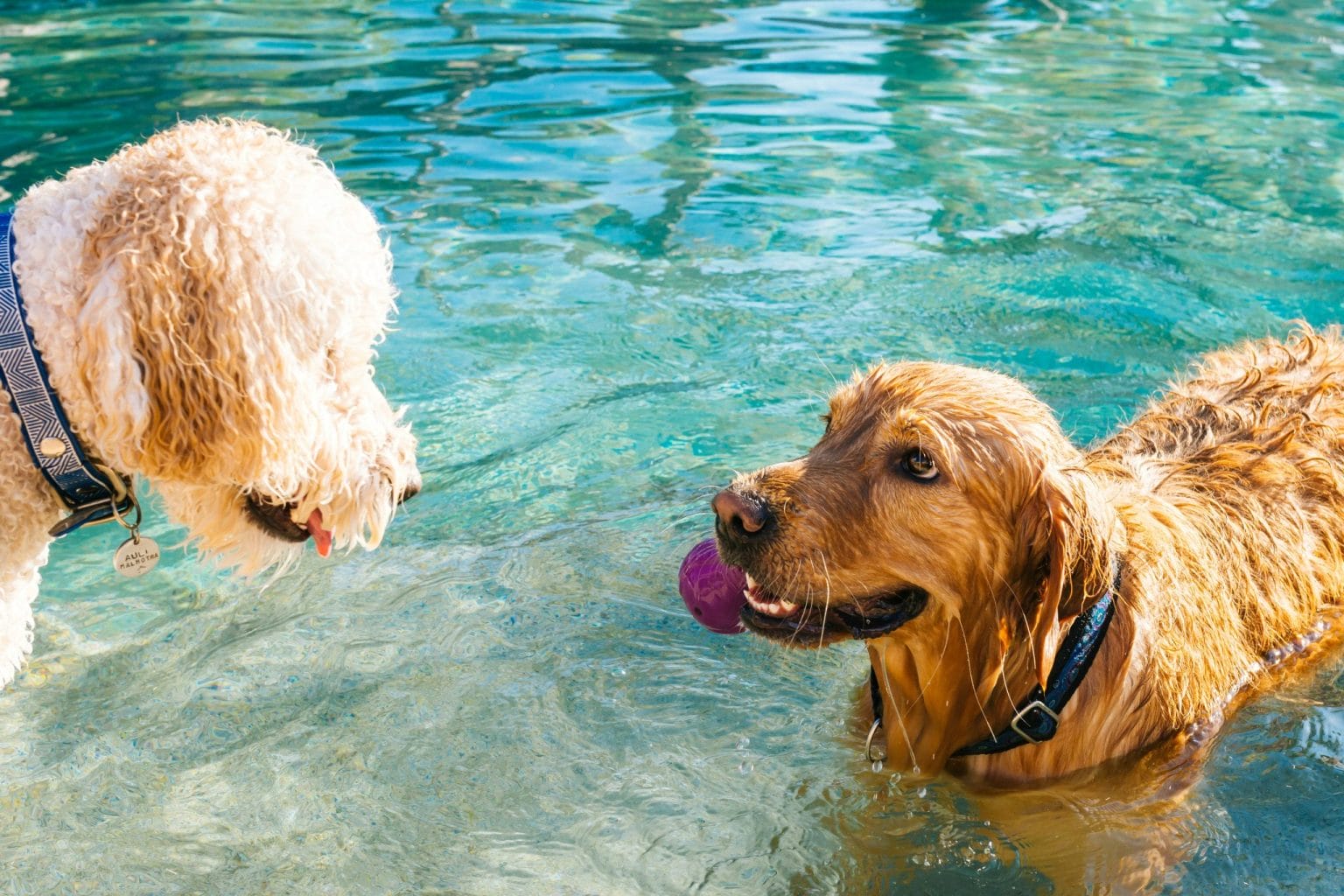 El peligro invisible de las piscinas para perros y gatos durante el ...