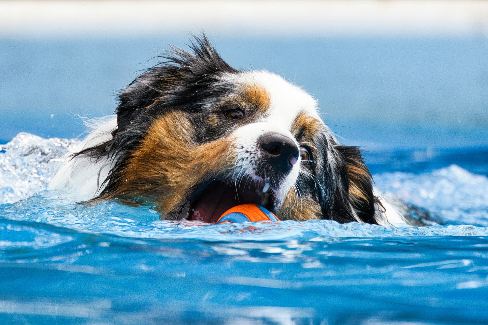 El peligro invisible de las piscinas para perros y gatos durante el ...