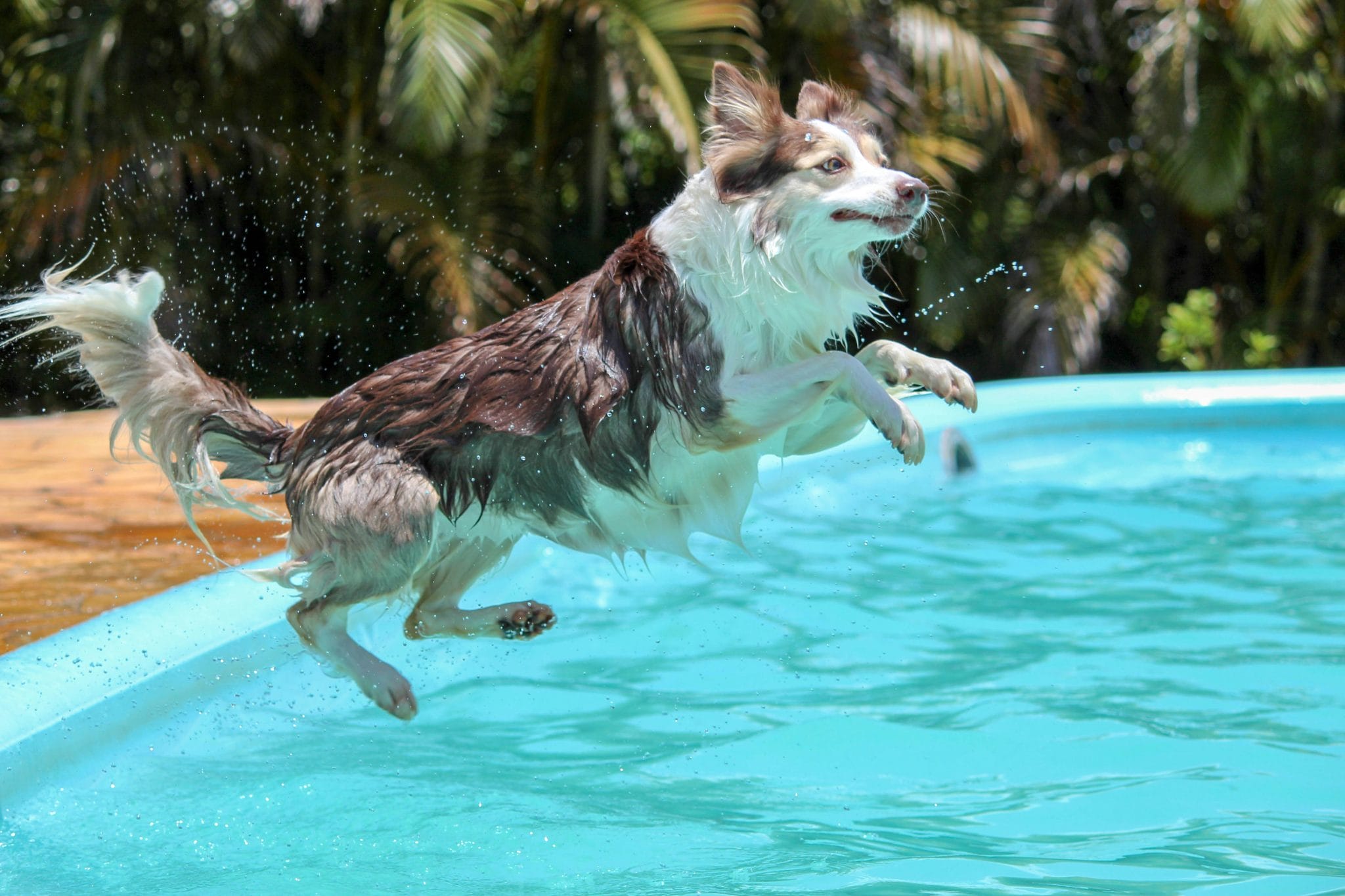 El peligro invisible de las piscinas para perros y gatos durante el ...