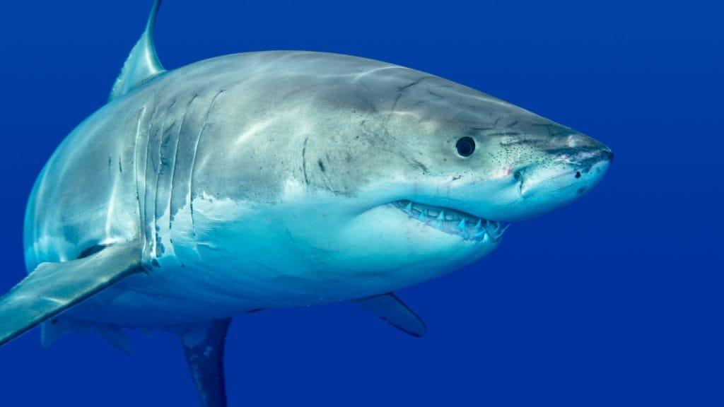 Graban el primer ejemplar de tiburón blanco adulto en las aguas del ...