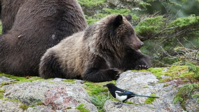 Un oso pardo sorprende de madrugada en una carretera de Navarra ...